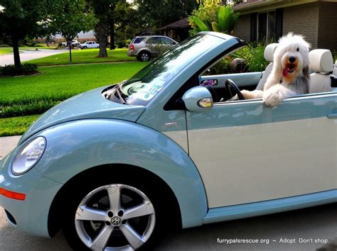 Slug Bug Blue Car With Cute Dog In Drivers Seat