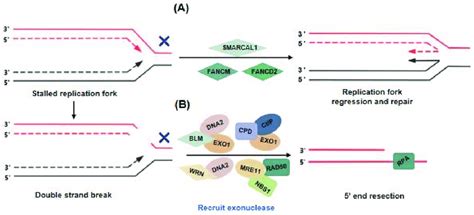 the processing of stalled replication fork at alt telomeres a