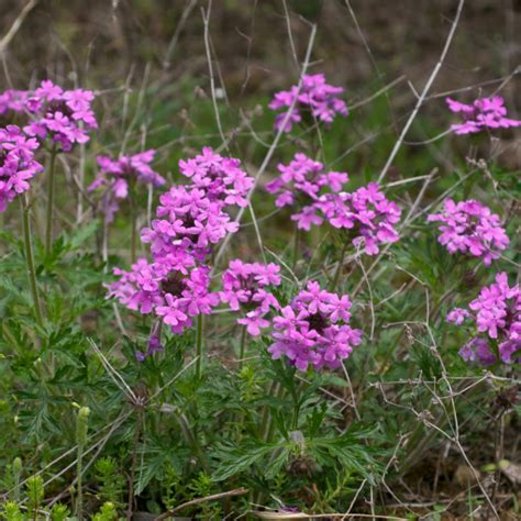 Rose Verbena Verbena Canadensis Plant Care And How To Grow Water