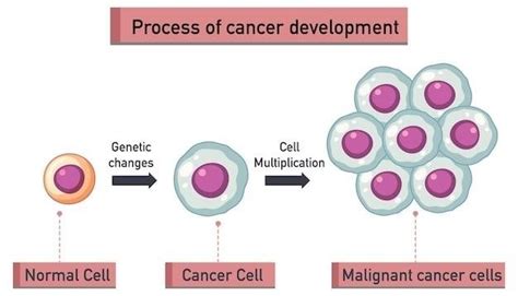 Unraveling Cancer Eukaryotic Cell Cycle Secrets
