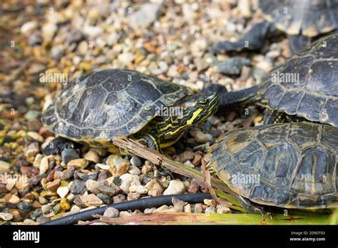 Trachemys Scripta Turtle With Yellow Belly And Red Ears Wild Turtle In