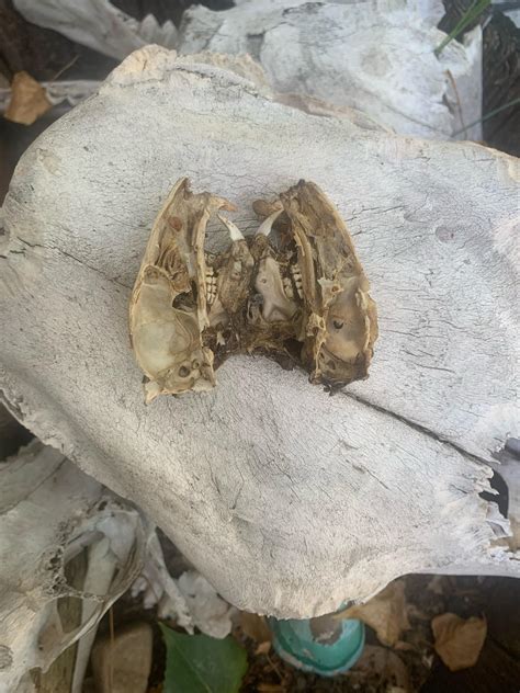 Has Anyone Here Seen A Tree Squirrel Skull Thats Been Split In Half