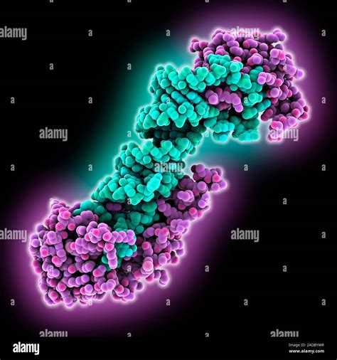 Small Nucleoprotein Snrna Complex Computer Model Showing The Structure