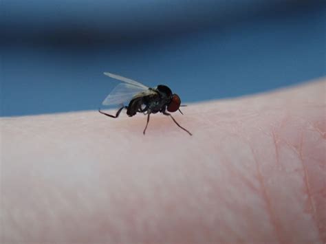 What Are Little Black Flying Bugs That Bite