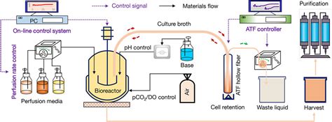 Frontiers Enhancing And Stabilizing Monoclonal Antibody Production By