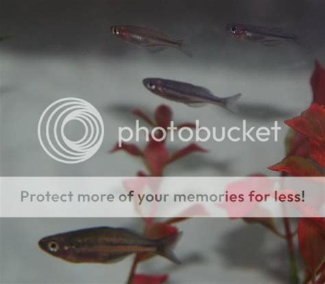 How Do You Sex Turquoise Rainbowfish Fish Forum