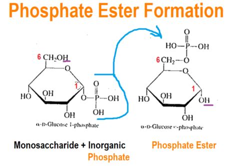 Amino Acids Proteins Enzymes Dna Replication Transcription