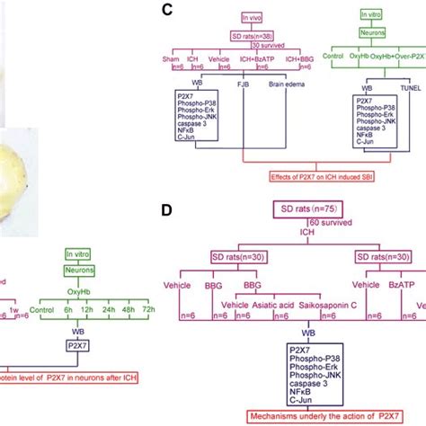 Ich Model And Experimental Design A Gross Morphology Of The Specimens Download Scientific