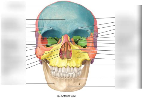 Bone Quiz Diagram Quizlet