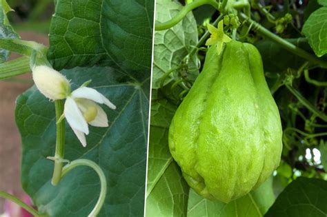 The Versatile Chayote Discovering The Many Faces Of This Remarkable