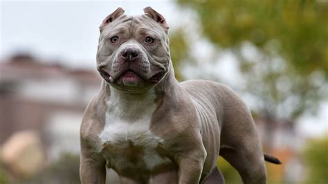 Thousands Of Xl Bully Dogs Granted Exemption From Upcoming Ban Uk