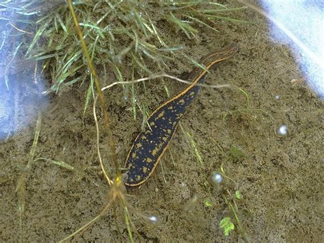 Medicinal Leech