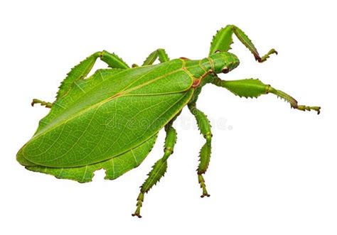 Leaf Insect Phyllium Sp Part Of The Phasmatodea Order Mimics Stock Illustration