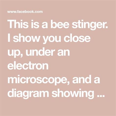 This Is A Bee Stinger I Show You Close Up Under An Electron