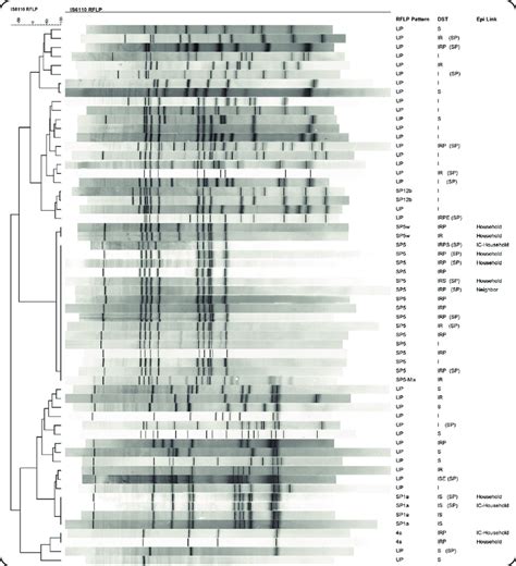 restriction fragment length polymorphism patterns rflp of 60