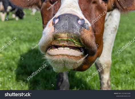 How Many Teeth Do Cows Have