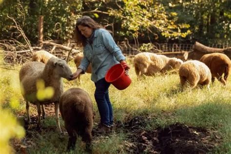 What Is A Lash Egg Salpingitis In Laying Hens Timber Creek Farm