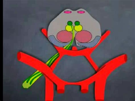 3rd Cranial Nerve Pptx