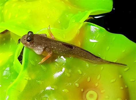 192 Best Mudskipper Images On Pholder Aquariums Deepwoken And Nature
