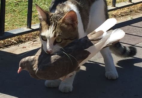 夏一可直播按摩，001号技师黑心喵为您服务！ 哔哩哔哩