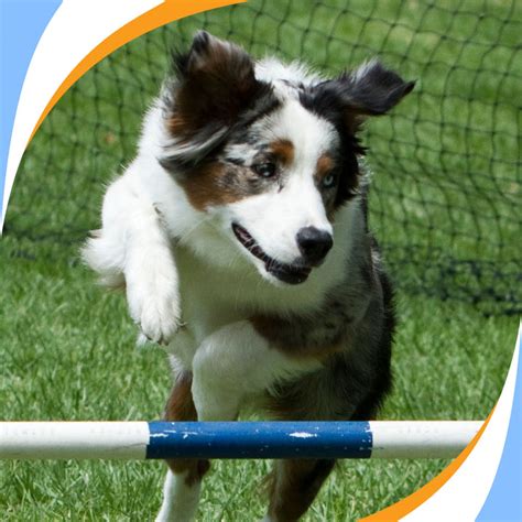 Performance Redefined Agility To Nosework Webinar Scent Work University