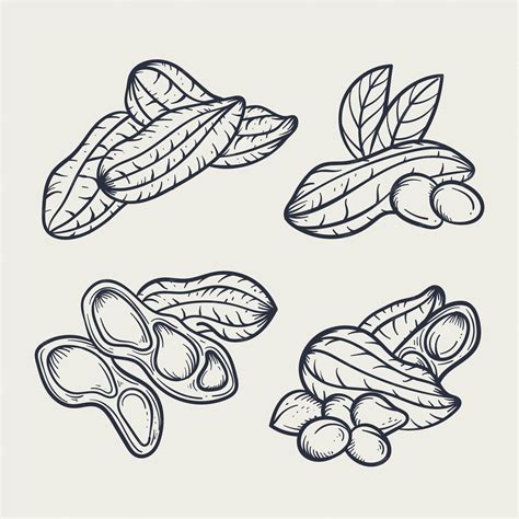 Ilustración De Contorno De Maní Dibujado A Mano Vector Gratis