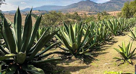 Busca Hidalgo Denominación De Origen De La Planta De Maguey