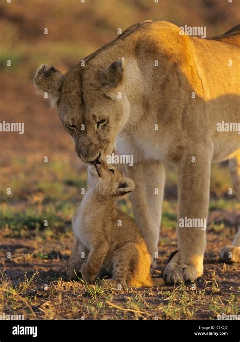 Mommmy Lion