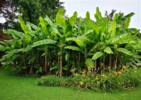 Transplanting A Banana Tree Optimal Care Guide