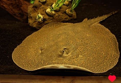 Rochen Hybrid Bock In Hessen Hünfeld Aquarium Und Aquaristikzubehör