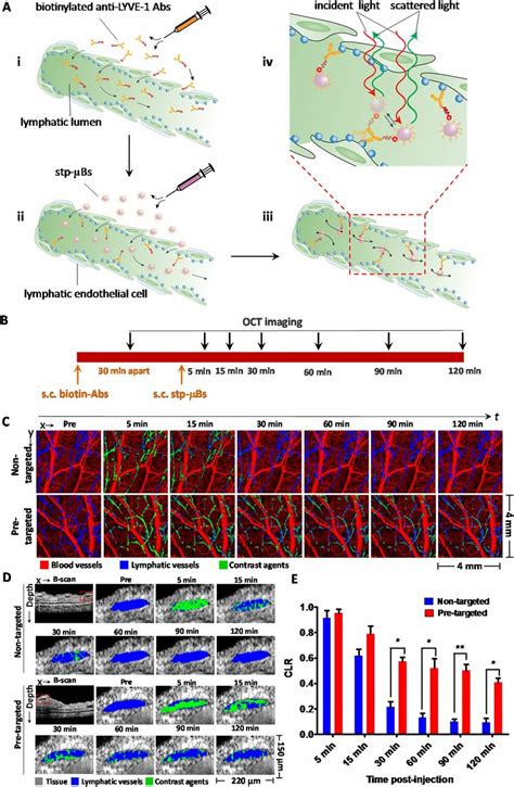 Longitudinal Imaging Of Lyve 1 Targeted µb In Vivo A Schematic Download Scientific Diagram