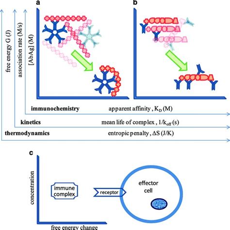 Interpretation And Correlation Of Biophysical Aspects Of Download