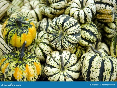 Little Squash Stock Image Image Of Squash Yellow Stem 1981501