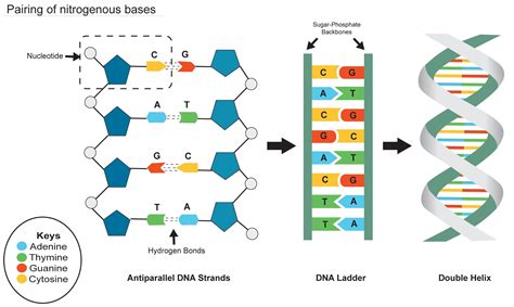 Which Pair Of Nitrogenous Bases Will Form A Bond In A Dna Molecule 10 1 Intermolecular