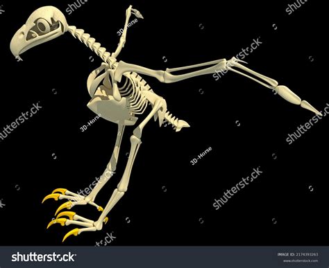 Eagle Skeleton