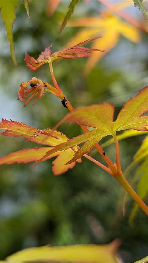 Ladybug Larvae Eating Aphids Rbonsai