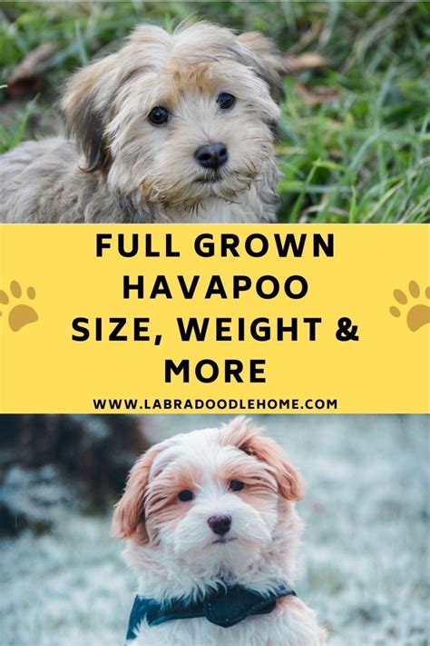 Full Grown Havapoo Size Weight All The Info You Need Artofit