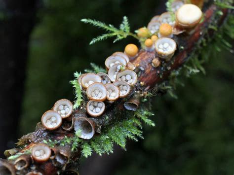 Birds Nest Fungi