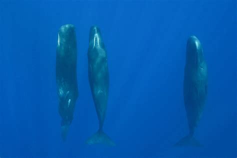 Behavior Sleeping Sperm Whales