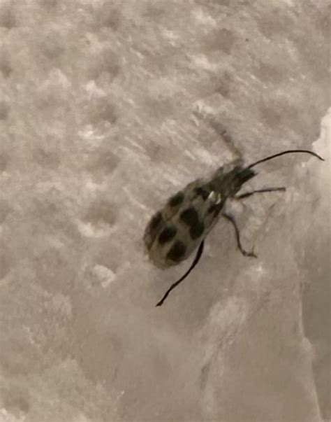 What Is This Bug May Be Silly And Very Obvious My Apologies If So Rwhatisthisbug