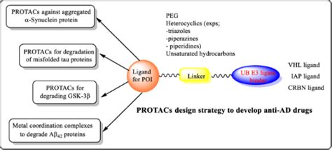 Protac Molecules Activity And Efficacy Evaluate Service Mtoz Biolabs