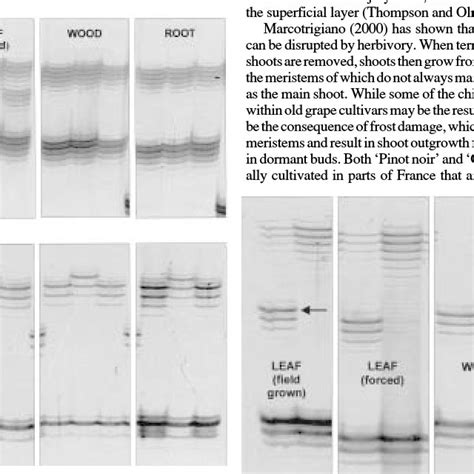 Tissue Specificity Of Microsatellite Polymorphism In Three Clones Of Download Scientific