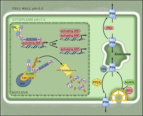 Auxin Signaling Pathway Biology Discussion At Walter Cargill Blog