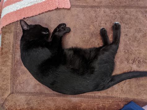 Robbie Loves Napping At My Feet Almost Looks Like He Is Smiling Rcats