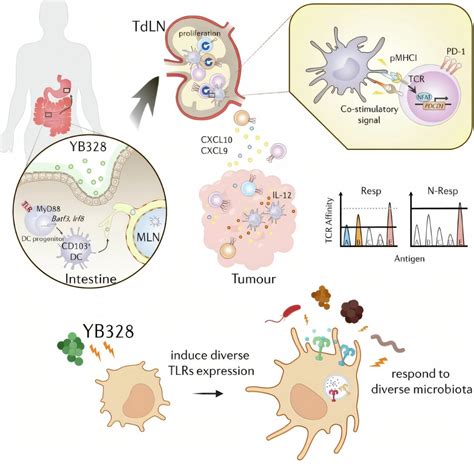 Gut Microbe Boosts Cancer Treatment Effectiveness Archyde