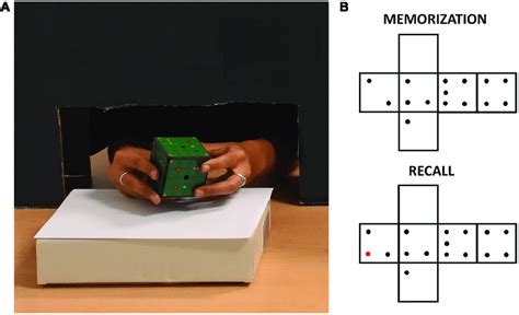 A A Participant Exploring The Icube With Raised Red Pins Positioned Download Scientific