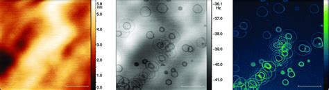 A Frequency Modulation Mode Afm Topography B Frequency Shift And
