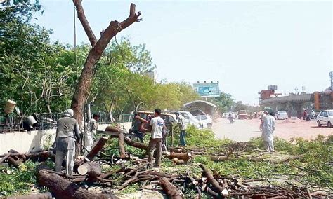 Delhi Government Launches Bid To Save The Capital S Trees Daily Mail Online