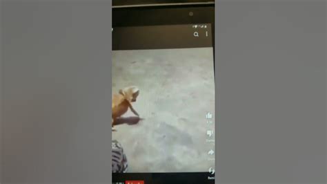 Ahahahaha Funny Lizerd Youtube