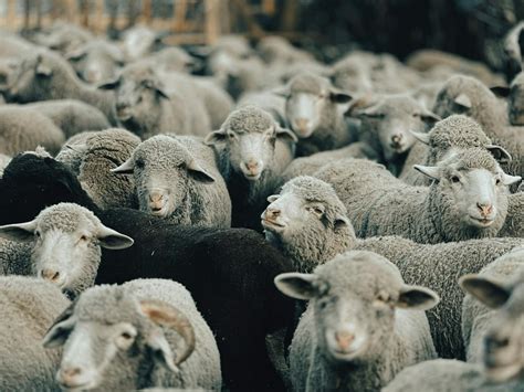 Can Sheep And Goats Cross Breed